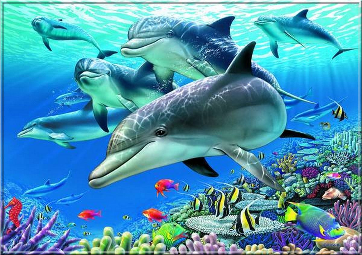 Fond D Ecran Dauphin